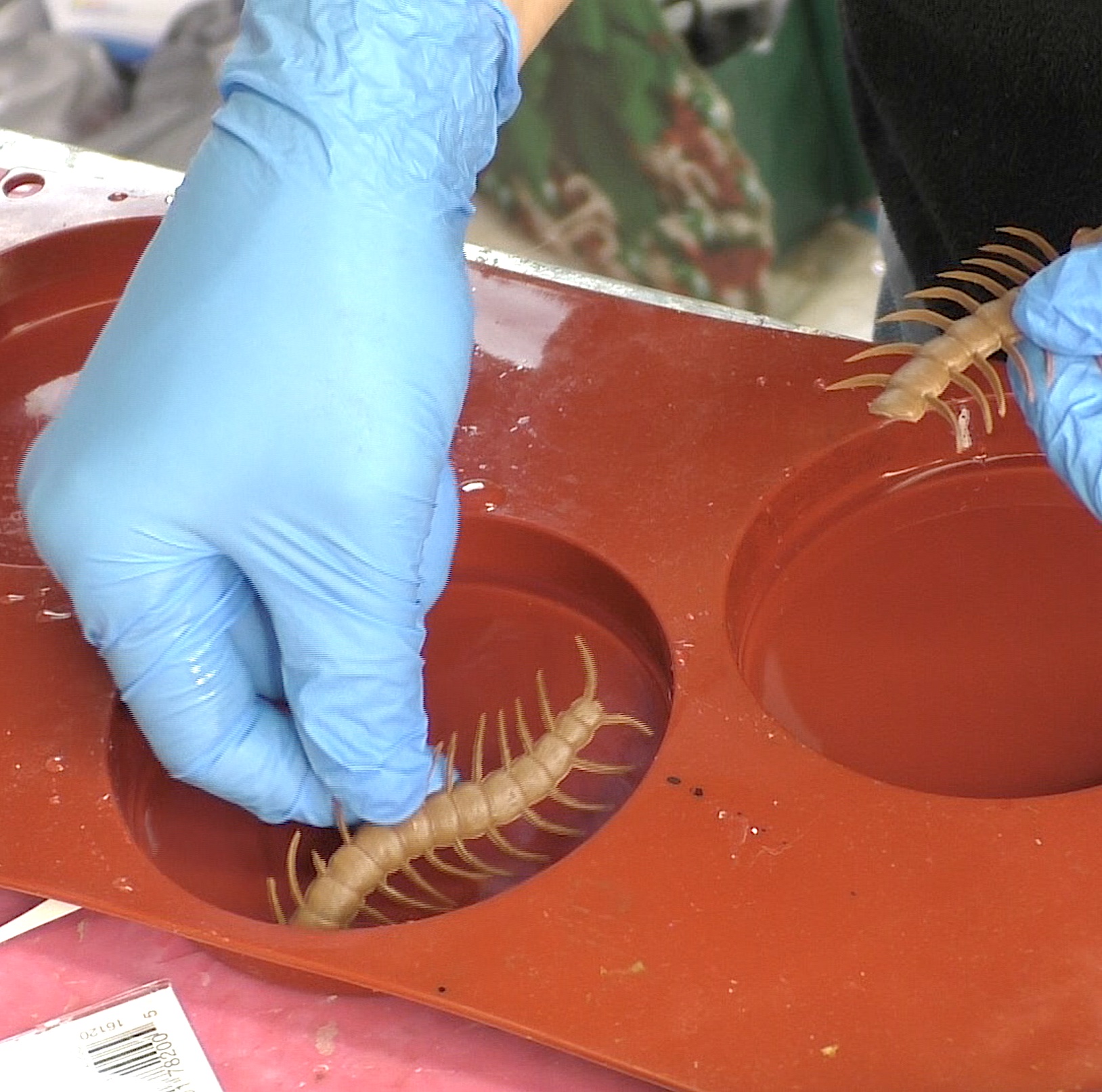 Creepy Bug Halloween Coasters | Another Coaster Friday - Craft Klatch