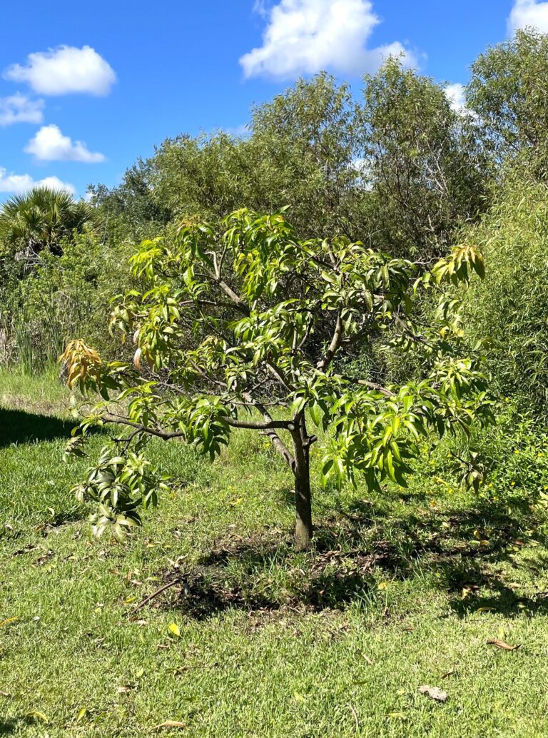 5 Tips To Trim A Mango Tree to Keep It Healthy - Craft Klatch