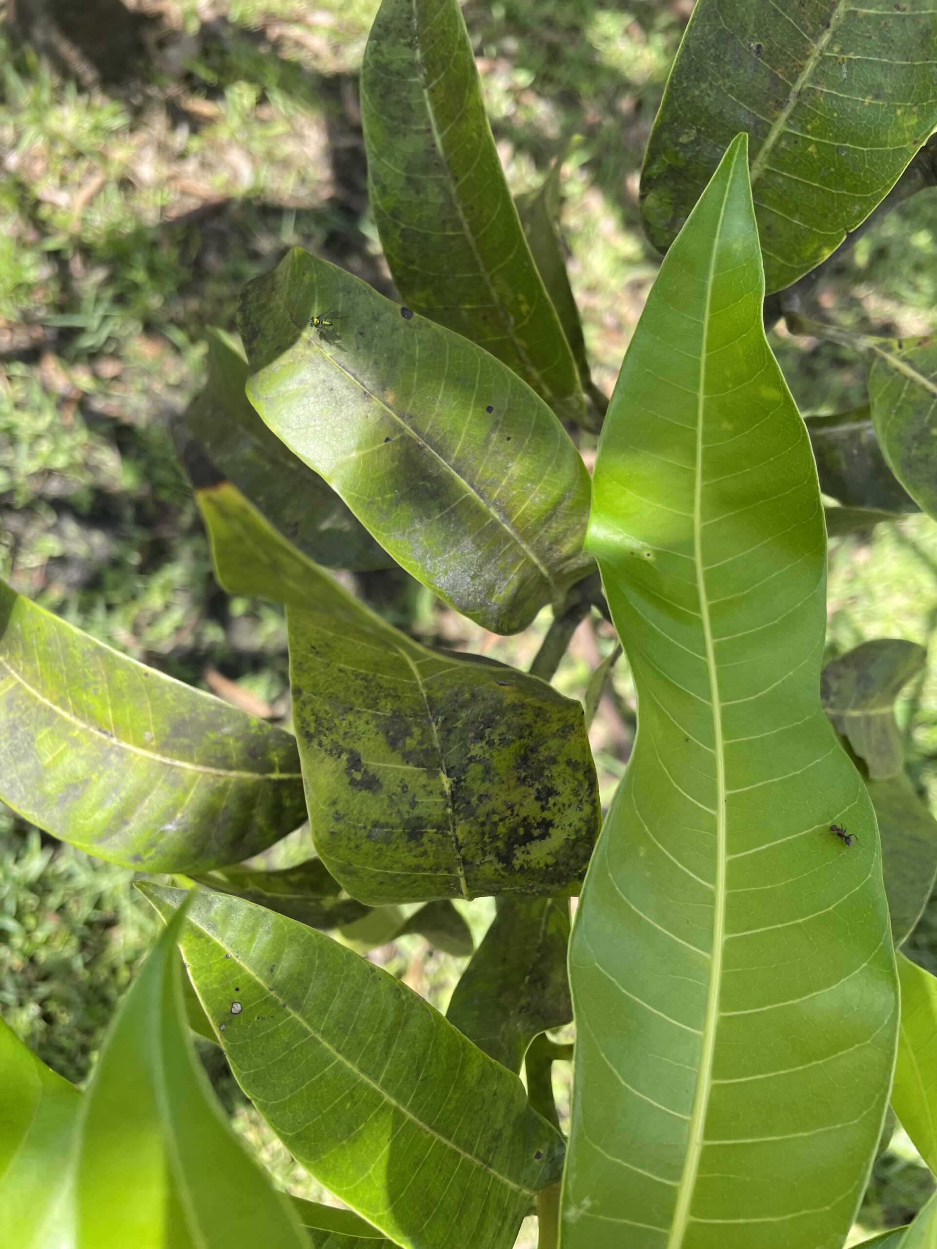 5 Tips To Trim A Mango Tree to Keep It Healthy - Craft Klatch