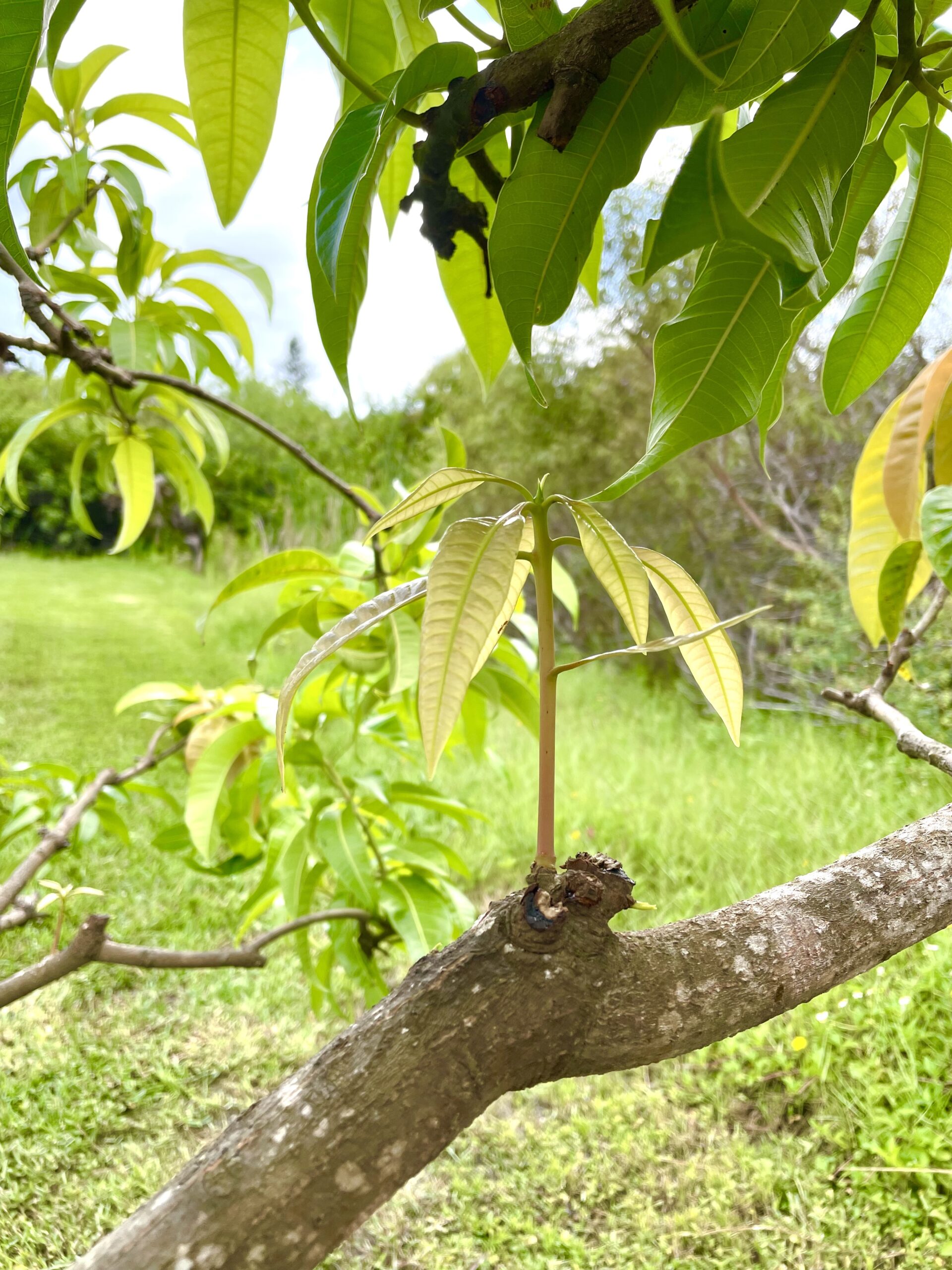 5 Tips To Trim A Mango Tree to Keep It Healthy - Craft Klatch