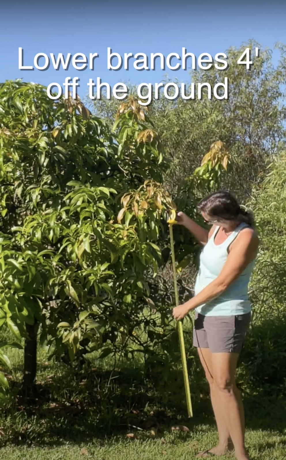 5 Tips To Trim A Mango Tree to Keep It Healthy - Craft Klatch