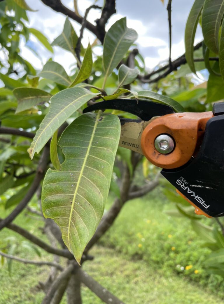 5 Tips To Trim A Mango Tree to Keep It Healthy - Craft Klatch